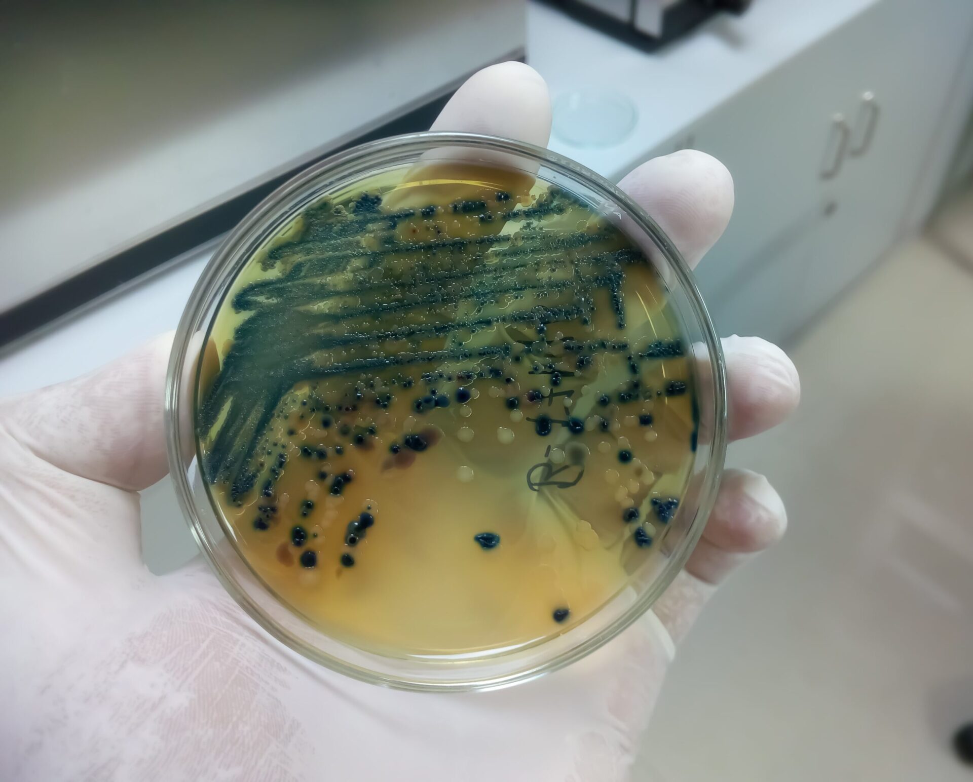 What Are Mould Spores and Why Is Air Treatment Important?